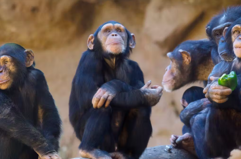 Loro Parque: Entry Ticket 2026