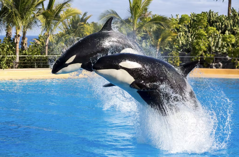 Loro Parque: Entry Ticket 2026